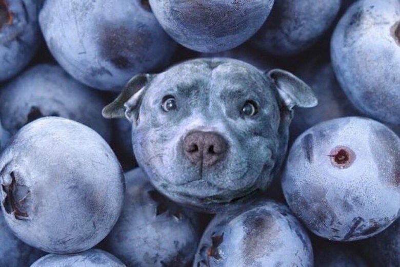 Blueberry facial for dogs: What is the benefit of facial for dogs ...